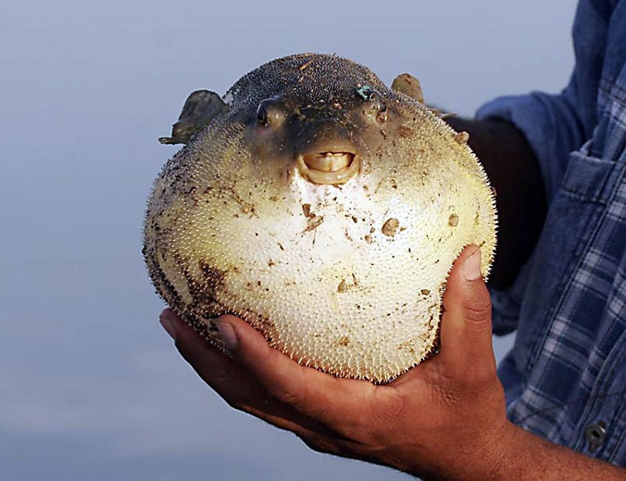 Poisson boule : description et pourquoi il gonfle lorsqu'il est en ...