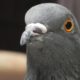 What kind of vision do pigeons have: a description of the structure of ...