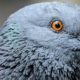 What kind of vision do pigeons have: a description of the structure of ...