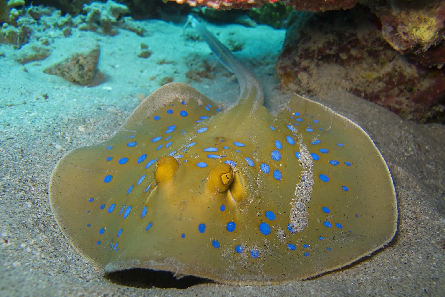 Raya eléctrica: descripción del pez, cómo se ve y qué come, dónde vive ...