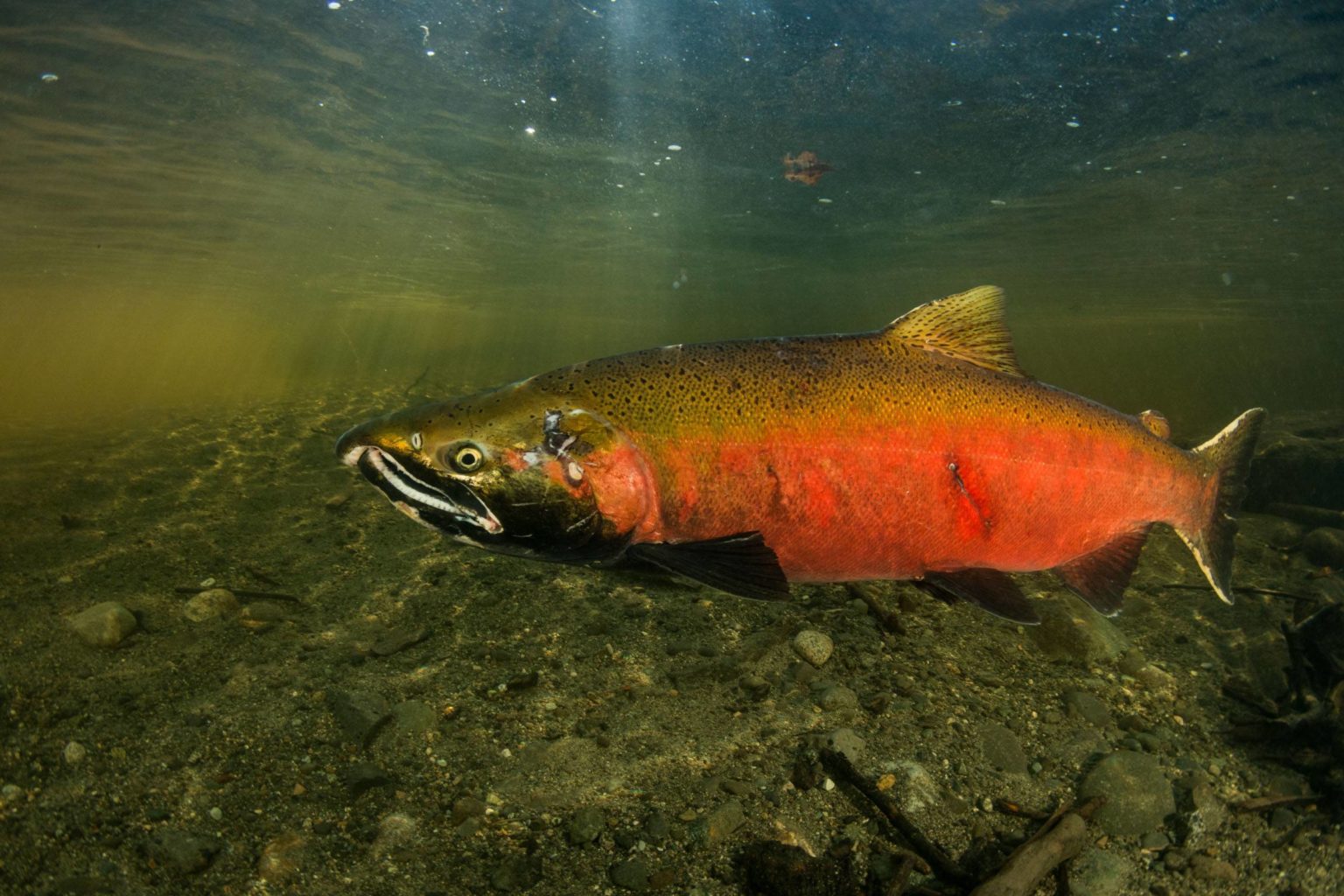 Familia del salmón: lista y descripción de 37 especies, cómo son los ...