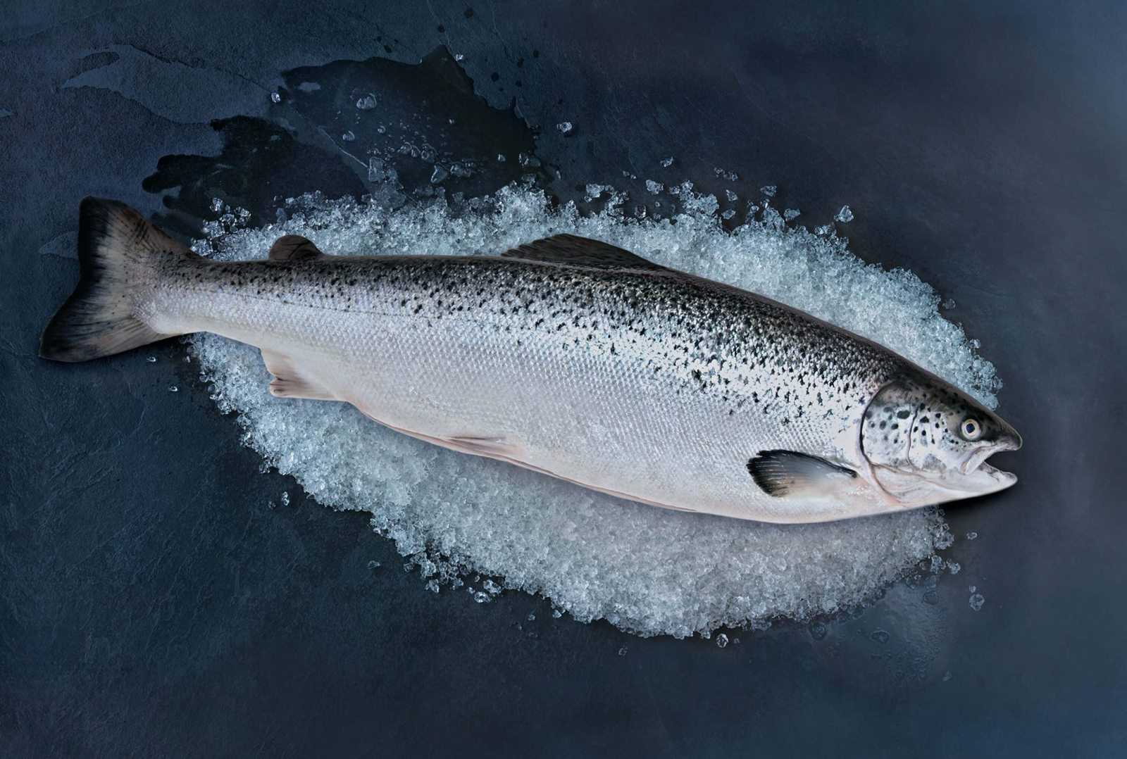 Familia del salmón: lista y descripción de 37 especies, cómo son los ...