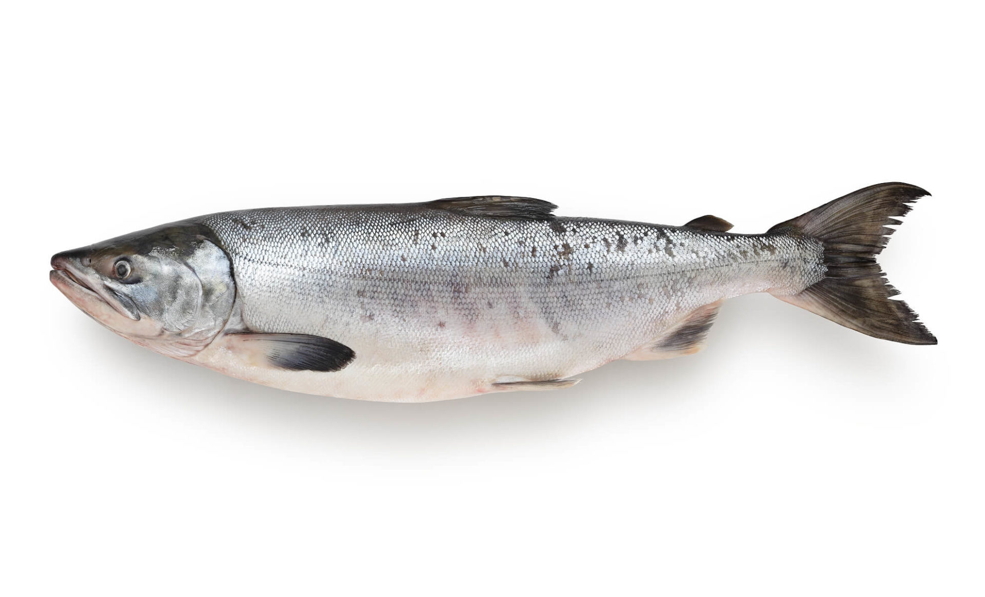 Familia del salmón: lista y descripción de 37 especies, cómo son los ...