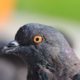 What kind of vision do pigeons have: a description of the structure of ...