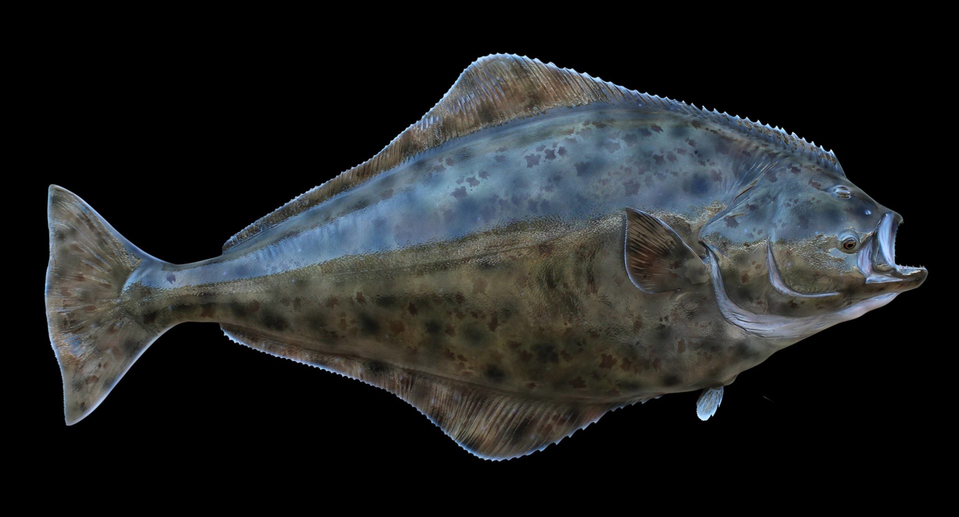 Poisson flétan : à quoi il ressemble et où il se trouve, taille et ...