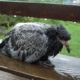 Enfermedades de las palomas: nombres y causas, síntomas y tratamiento ...