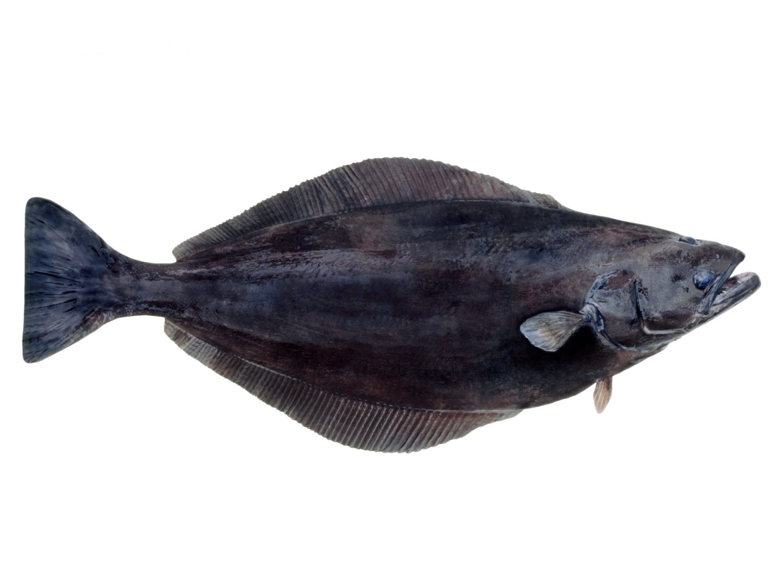 Peixe halibute: sua aparência e onde é encontrado, tamanho e peso, o ...