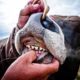 Cow teeth: anatomy of the cattle jaw structure, formula and location ...