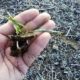Wheat root system: type and how it is formed, structural features