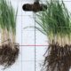 Wheat root system: type and how it is formed, structural features