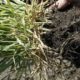 Wheat root system: type and how it is formed, structural features