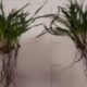 Wheat root system: type and how it is formed, structural features