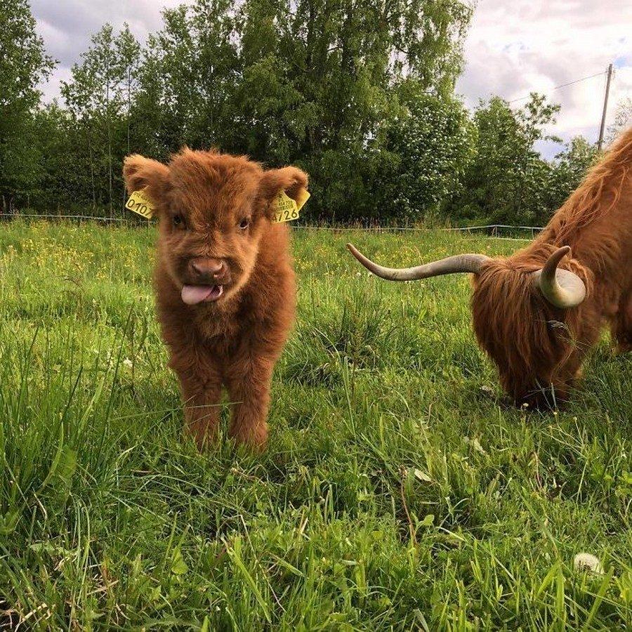 Vaca escocesa: descripción de la raza y características, cuidado de las ...