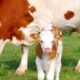 ¿Cuánto pesa una vaca: valores medios y máximos en kilogramos?