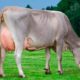 ¿Cuánto pesa una vaca: valores medios y máximos en kilogramos?