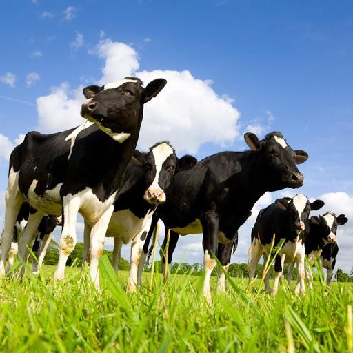 Corazón de vaca: estructura y cómo funciona, posibles enfermedades y ...