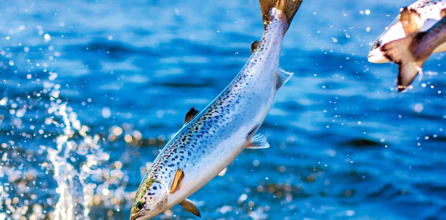 Morske ribe: popis sorti, što su i njihove karakteristike