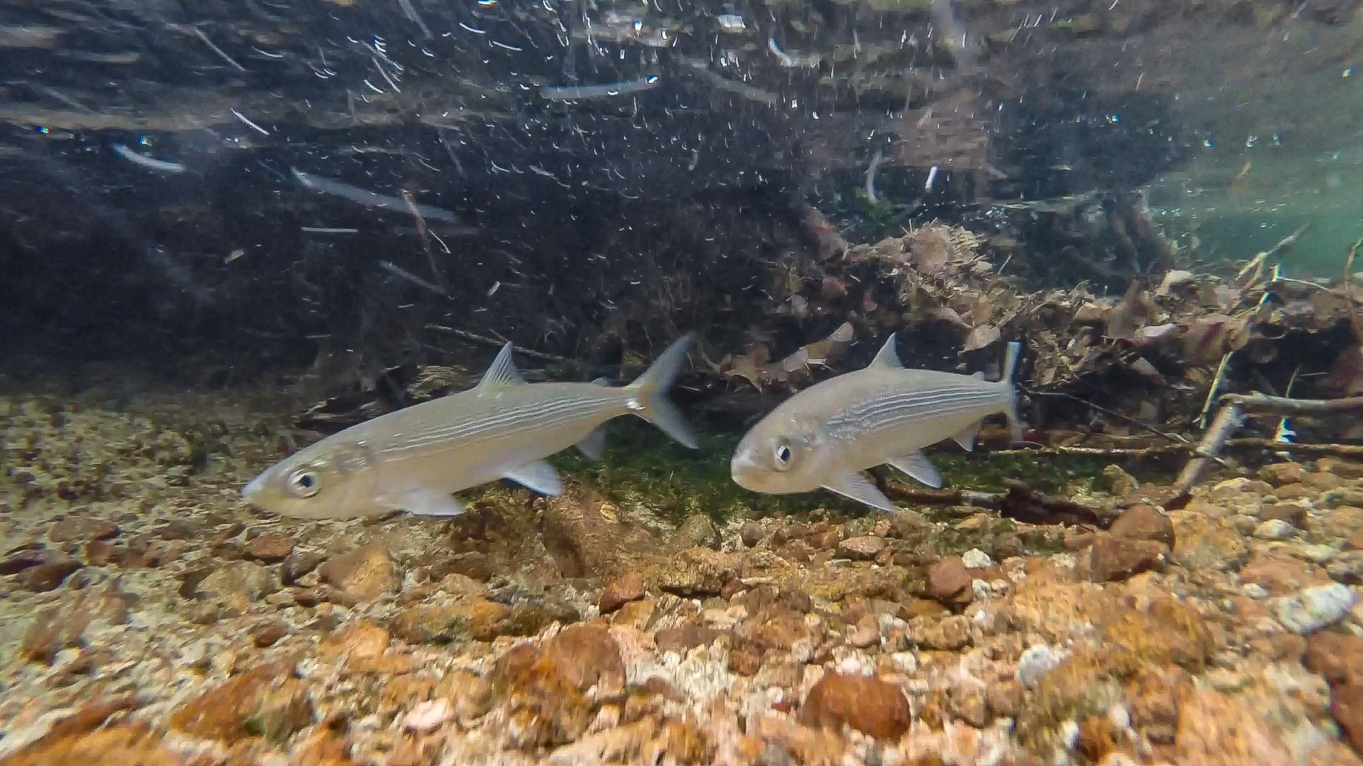 Omul fish: where it is found and what it looks like, varieties and ...