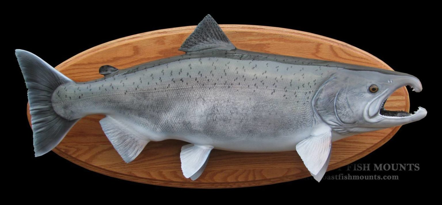 Coho-Lachsfisch: wo er vorkommt und wie er aussieht ...