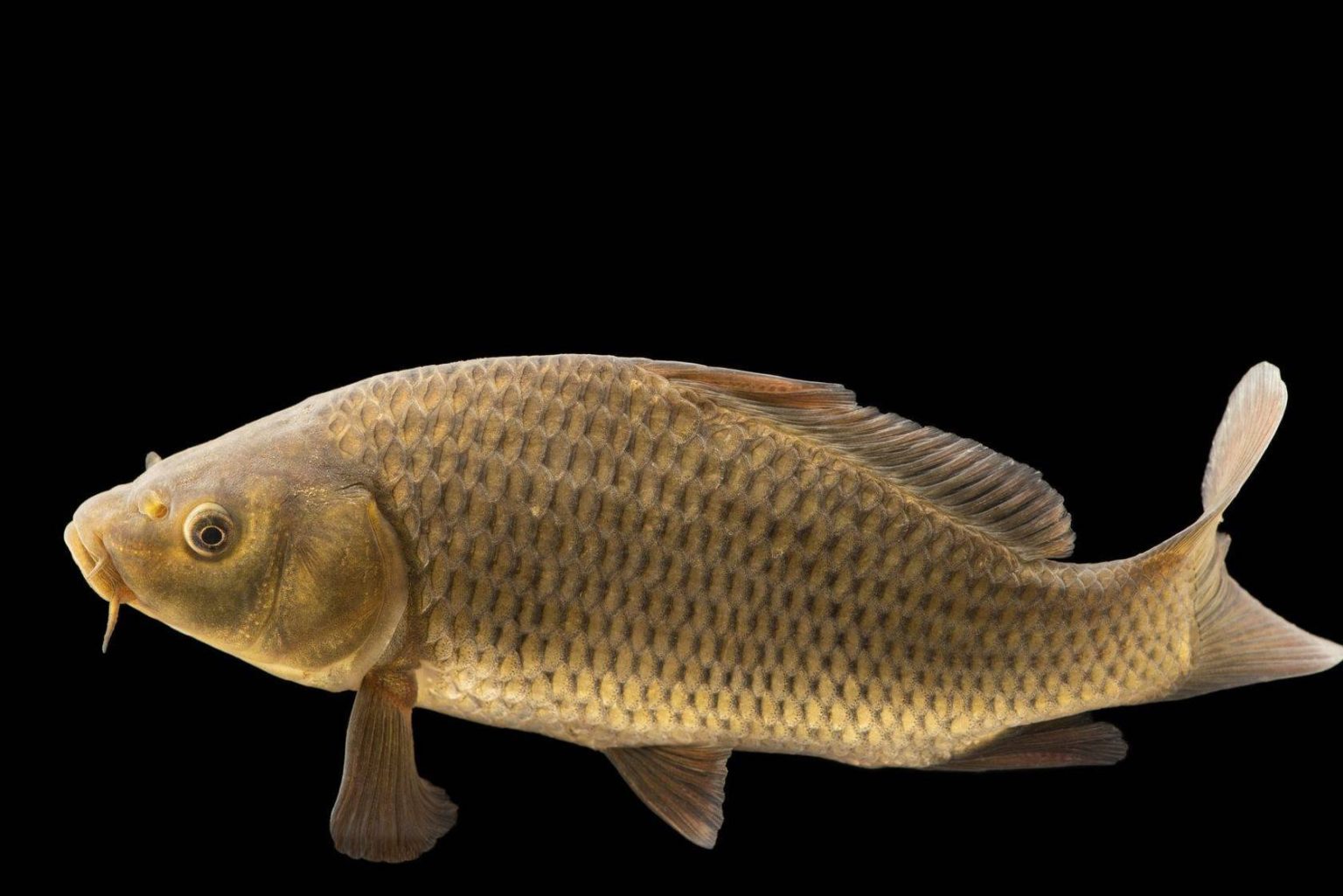 Kapr: druh, kde se vyskytuje a čím se živí, predátor nebo ne, popis a ...