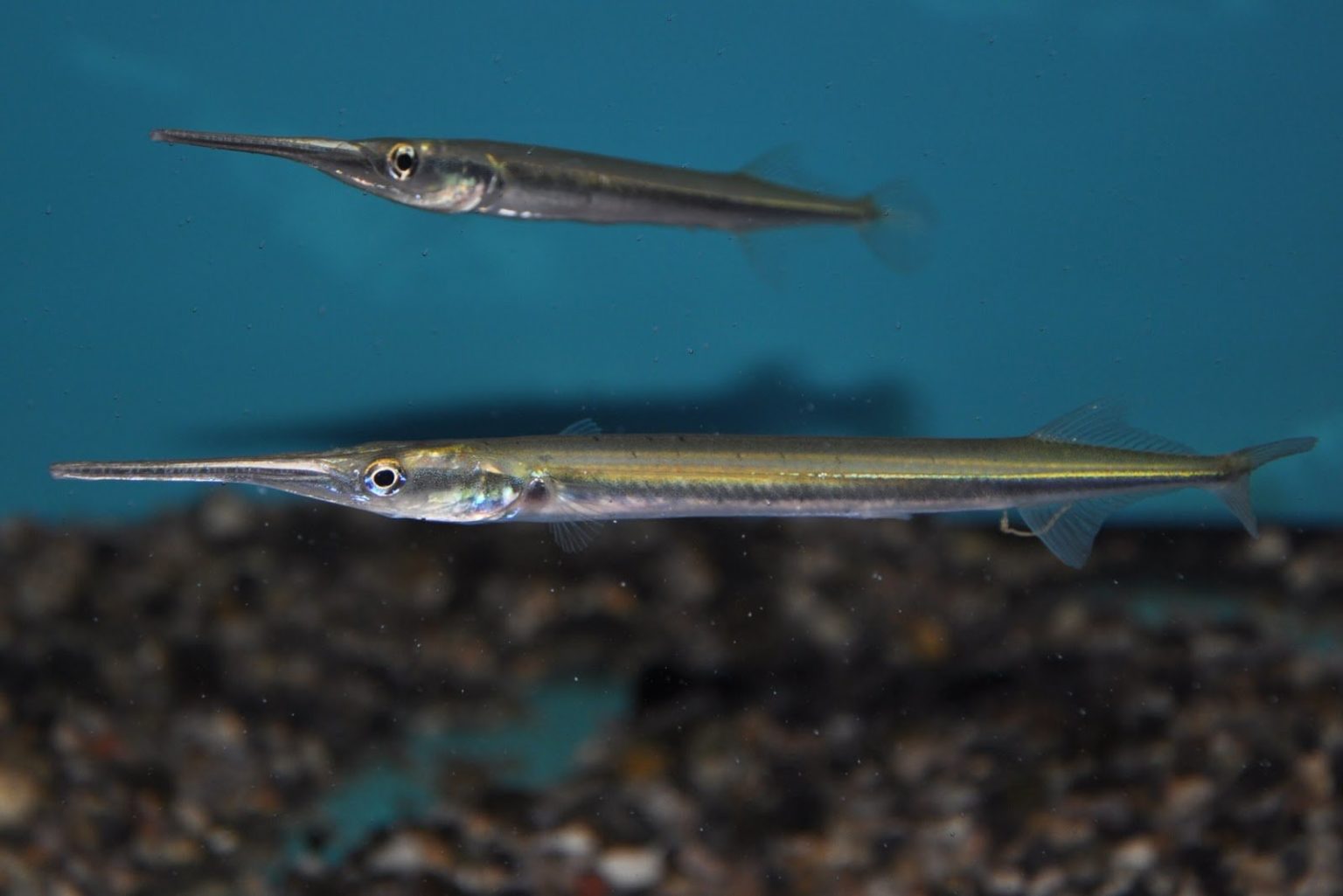 Morske ribe: popis sorti, što su i njihove karakteristike