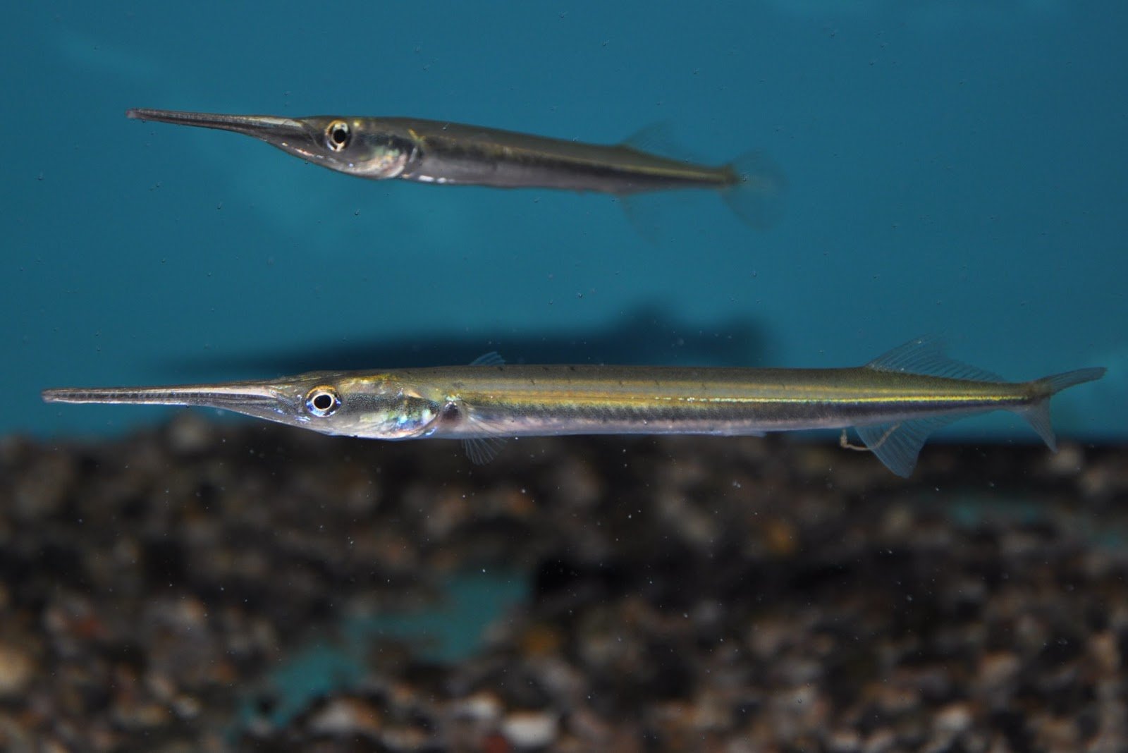 Morske ribe: popis sorti, što su i njihove karakteristike