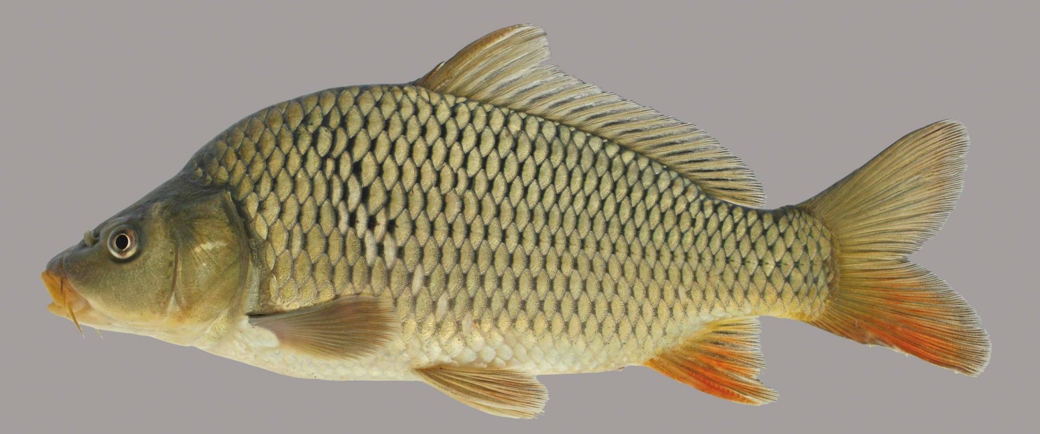 Poisson carpe : espèce, où on le trouve et ce qu'il mange, prédateur ou ...