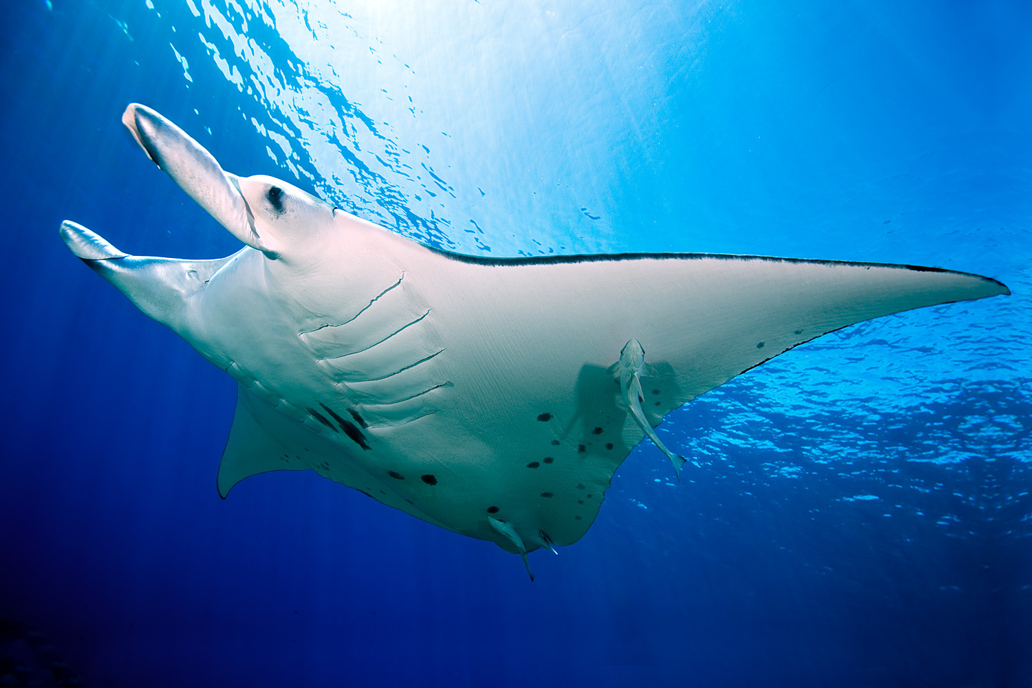 De grootste vis ter wereld: top 10 enorme soorten op aarde, hun ...