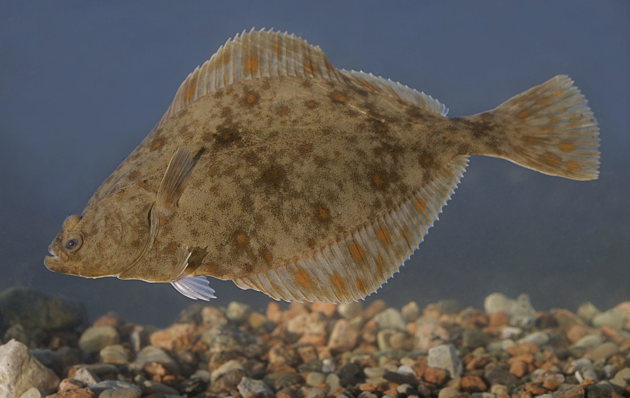 Morske ribe: popis sorti, što su i njihove karakteristike