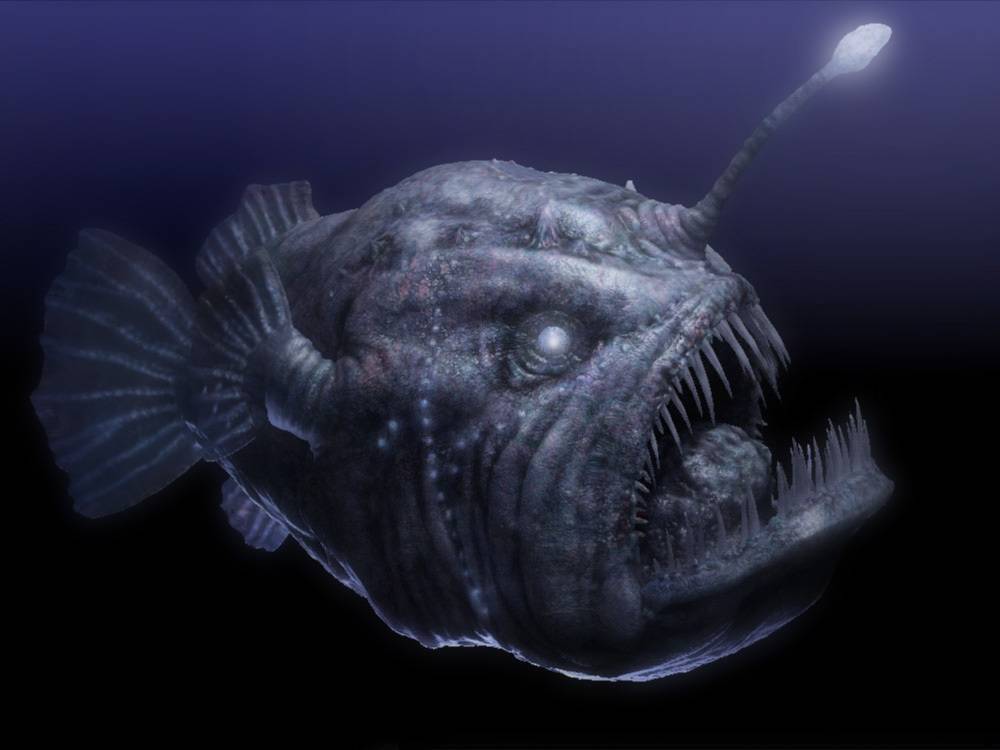 Fish with a flashlight: what an anglerfish looks like and why the ...