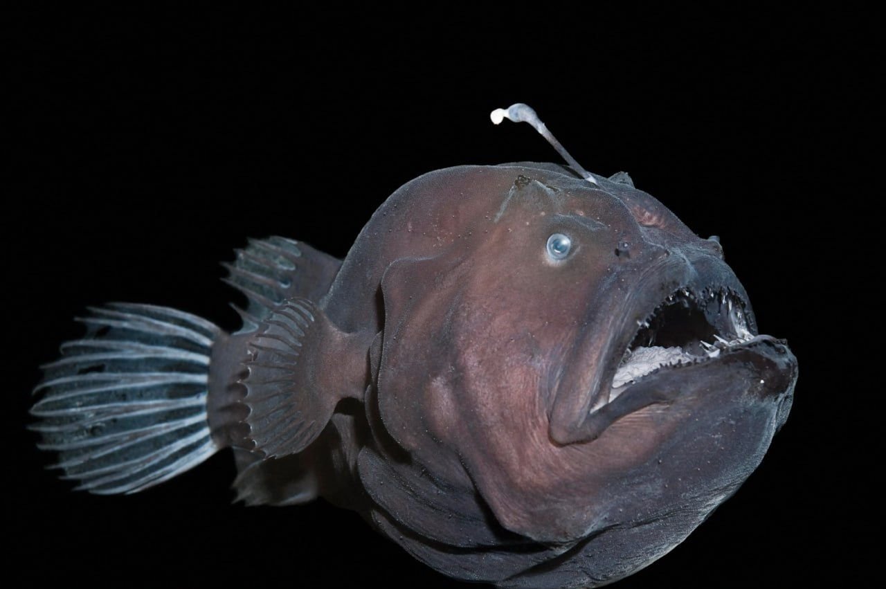 Fish with a flashlight: what an anglerfish looks like and why the ...