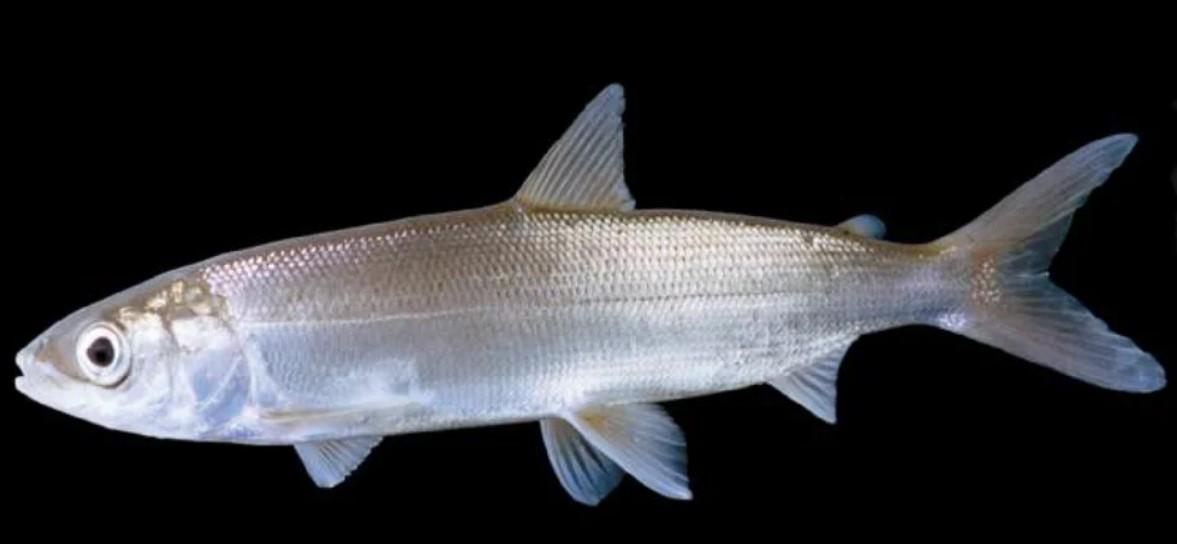 Omul fish: where it is found and what it looks like, varieties and ...