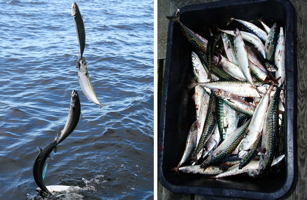Hvor lever makrellen: hva spiser den, rovdyr eller ikke, typer fisk