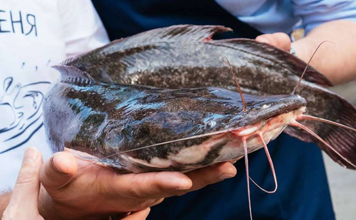 Bagre africano: que tipo de peixe é, seus benefícios e malefícios ...