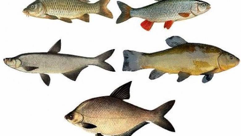 A pontyfélék családjába tartozó halak: lista és fajták, leírások és ...