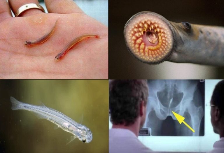 De verschrikkelijkste vissen: top 31 van de lelijkste en ...