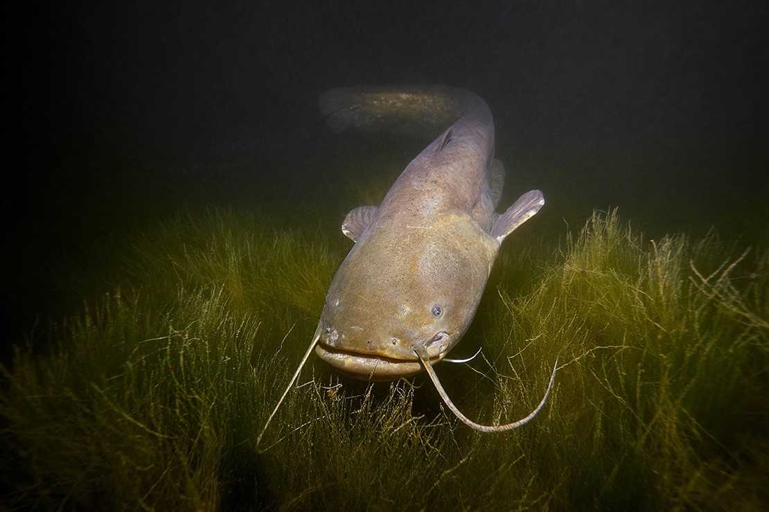 Predatory fish: list of 24 species, what they are and what they eat ...