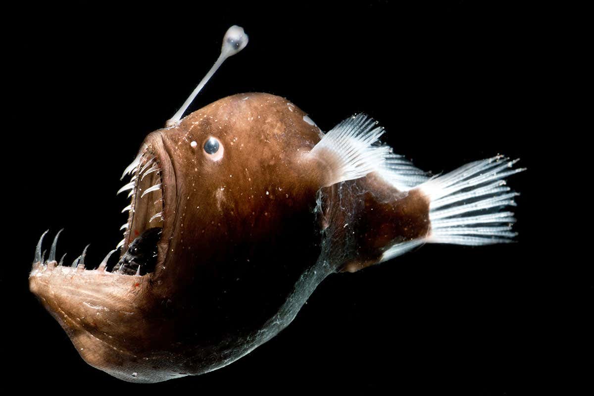 Predatory fish: list of 24 species, what they are and what they eat ...