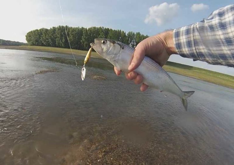 ¿Dónde se encuentra el arenque: variedades y descripción del pescado ...