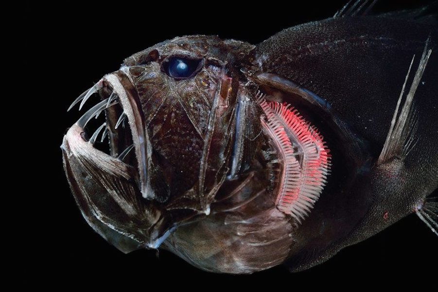 El pez más terrible: top 31 de los peces más feos y terribles del mundo