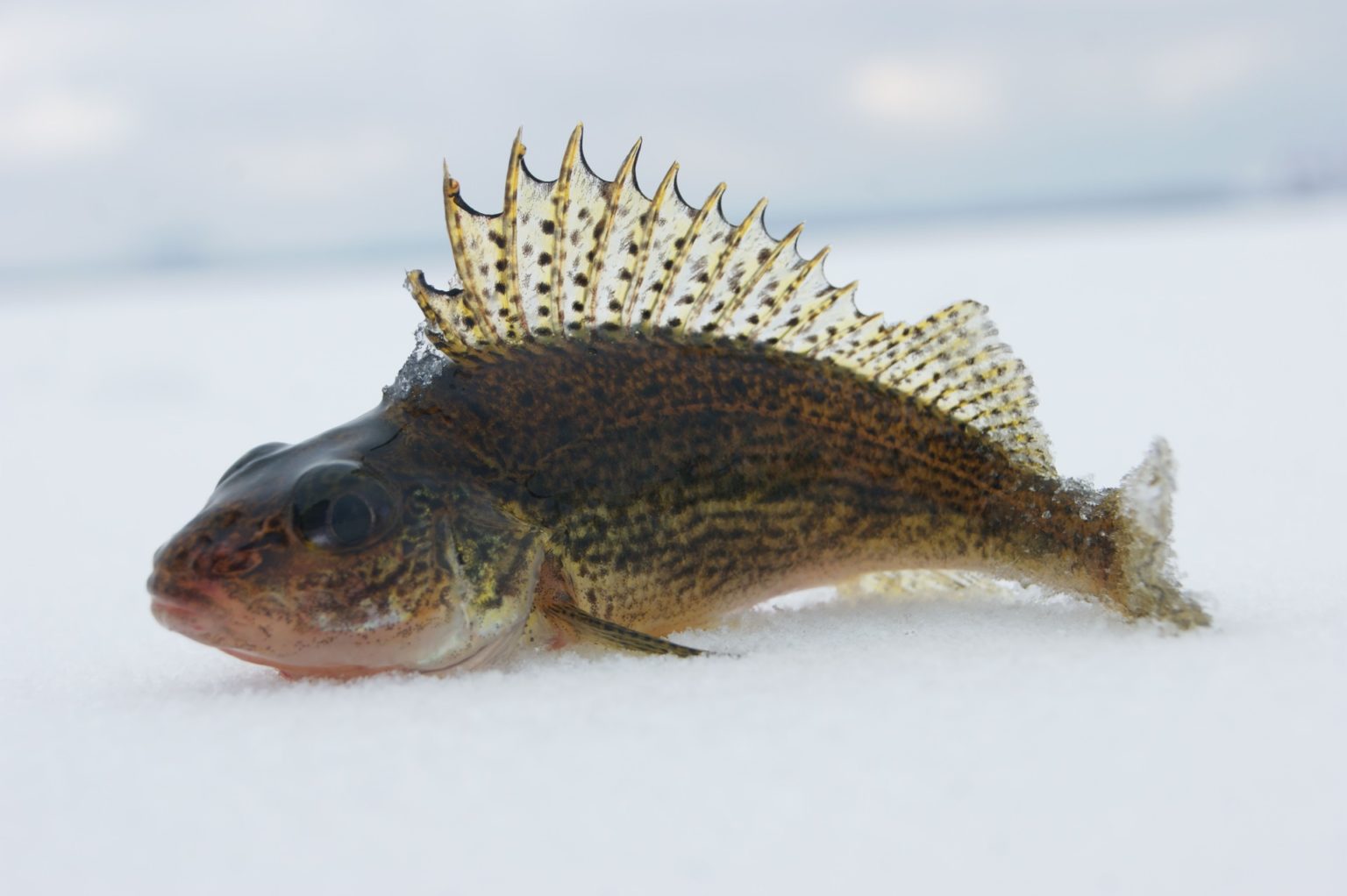 Predatory fish: list of 24 species, what they are and what they eat ...