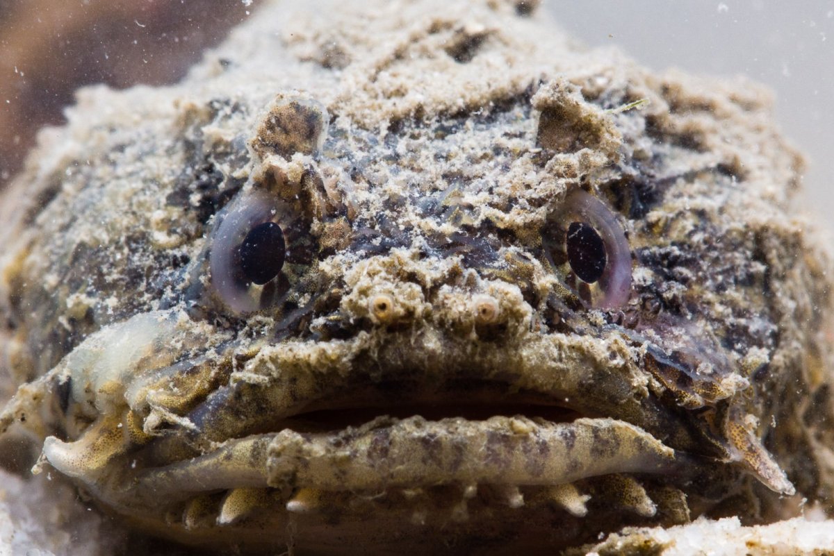 Predatory fish: list of 24 species, what they are and what they eat ...