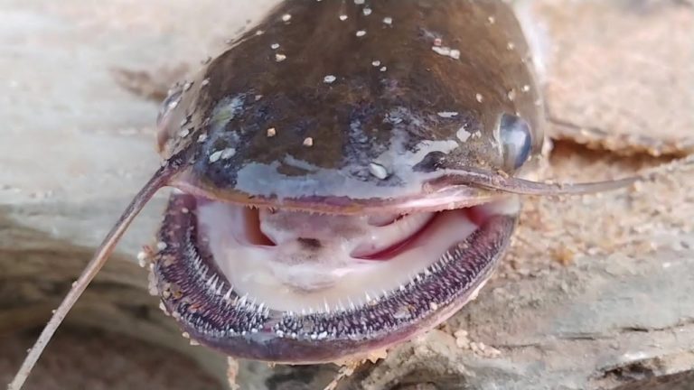 El pez más terrible: top 31 de los peces más feos y terribles del mundo