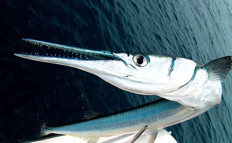 Predatory fish: list of 24 species, what they are and what they eat ...