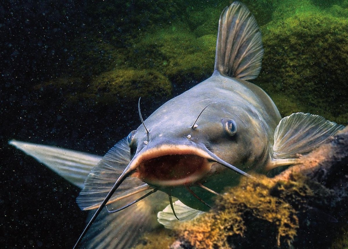 El pez más terrible: top 31 de los peces más feos y terribles del mundo