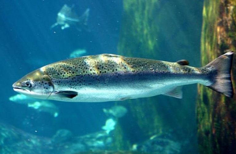 Predatory fish: list of 24 species, what they are and what they eat ...