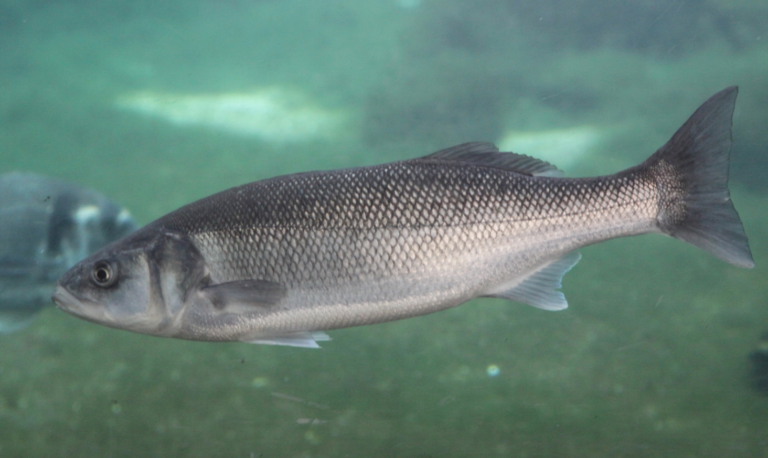 Brancin: kakva je riba, gdje se lovor nalazi i kako izgleda, vrste i ...