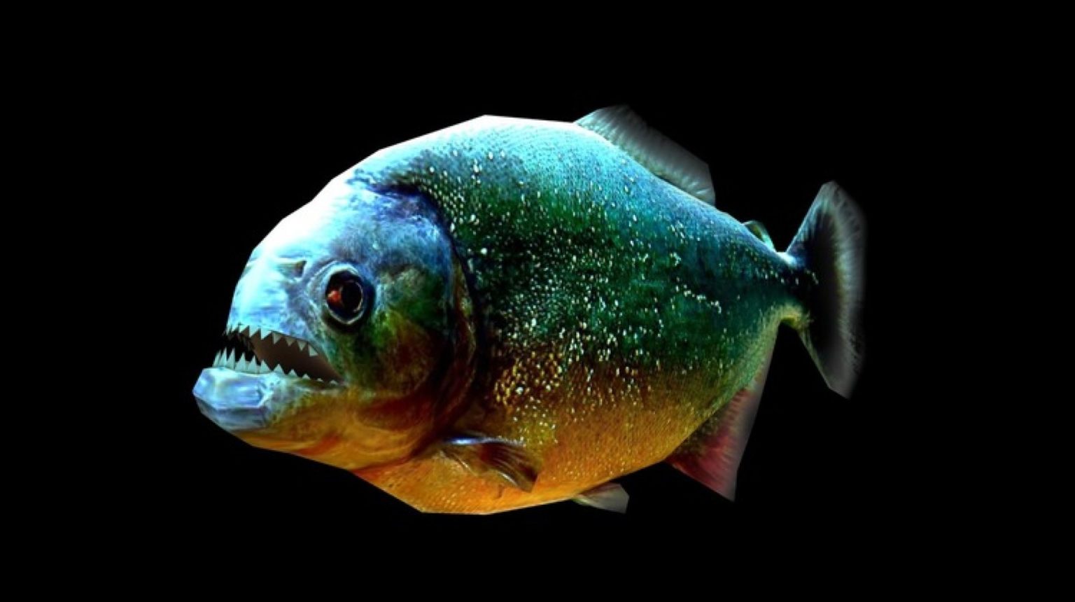 El pez más terrible: top 31 de los peces más feos y terribles del mundo