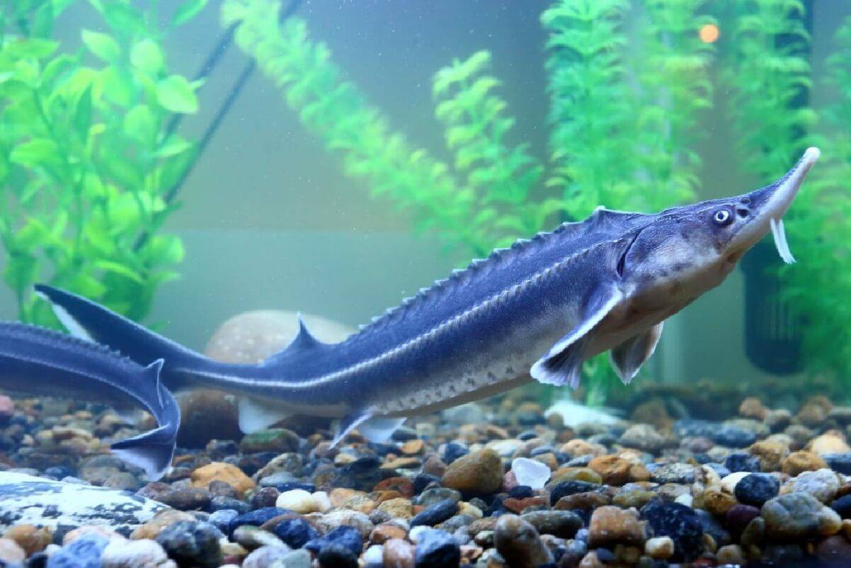 Predatory fish: list of 24 species, what they are and what they eat ...