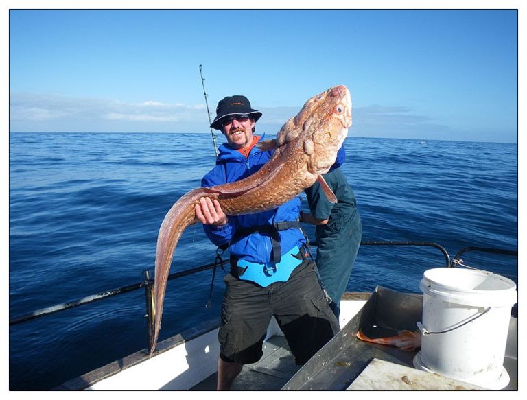 Hoki fish: what it looks like and where it is found, the benefits and ...